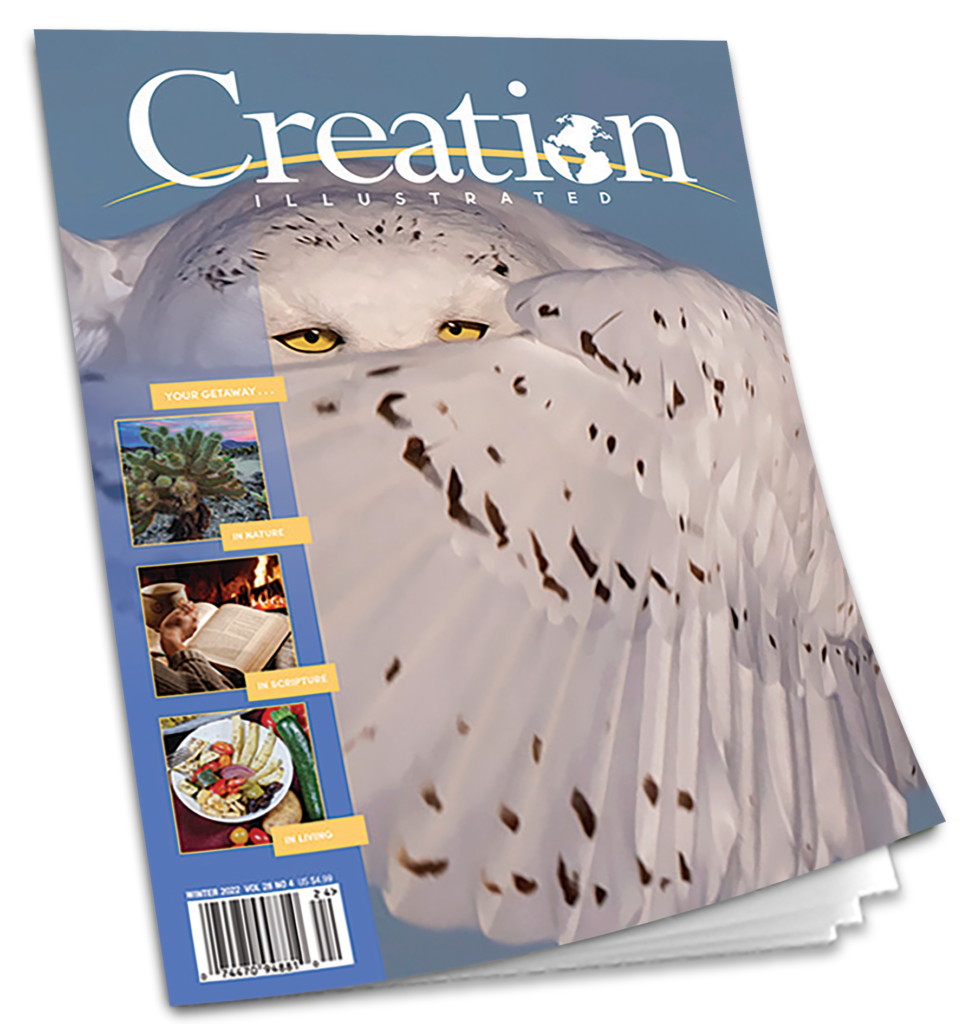 Winter 2022 - Creation Illustrated