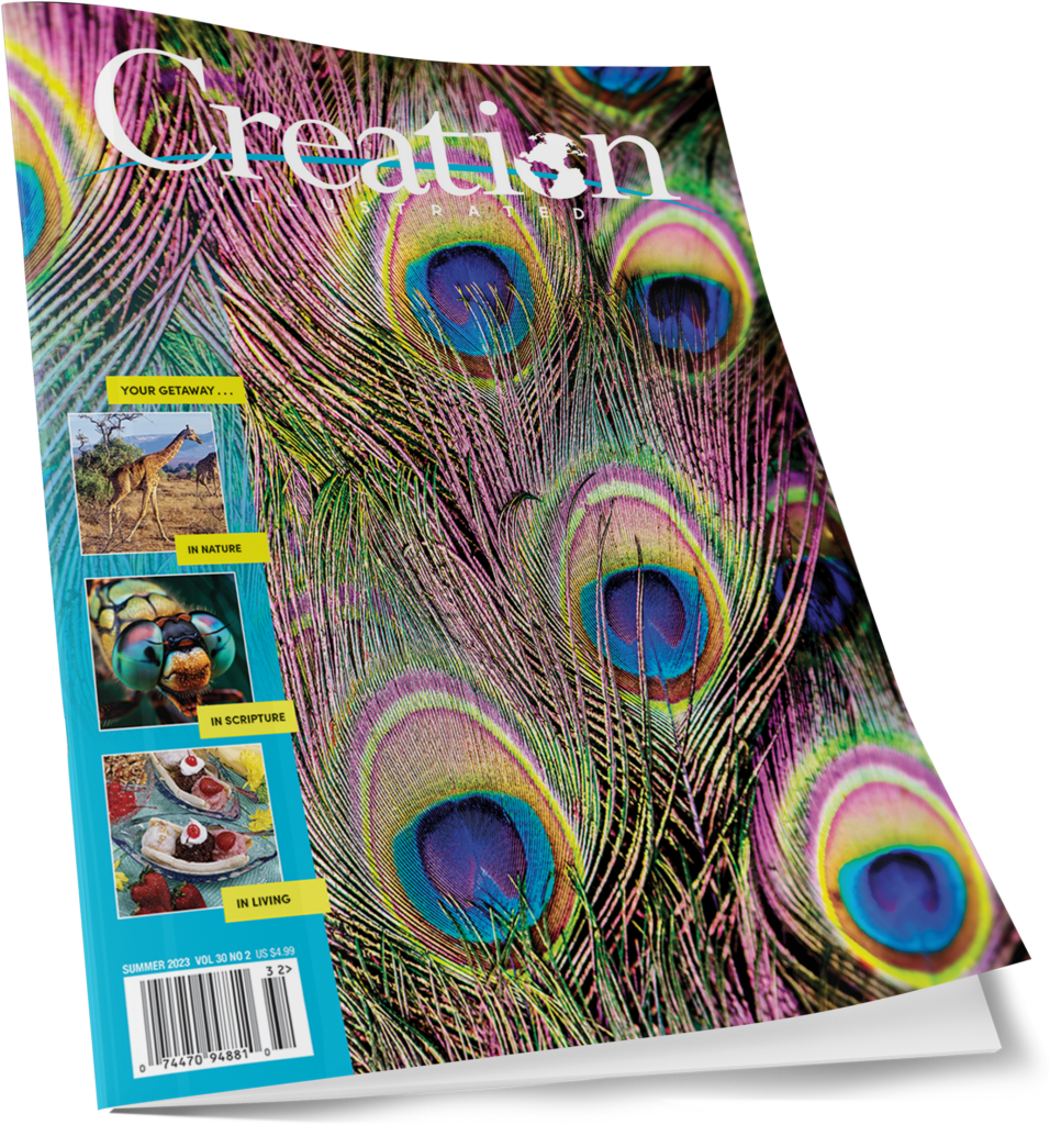 Summer 2023 - Creation Illustrated