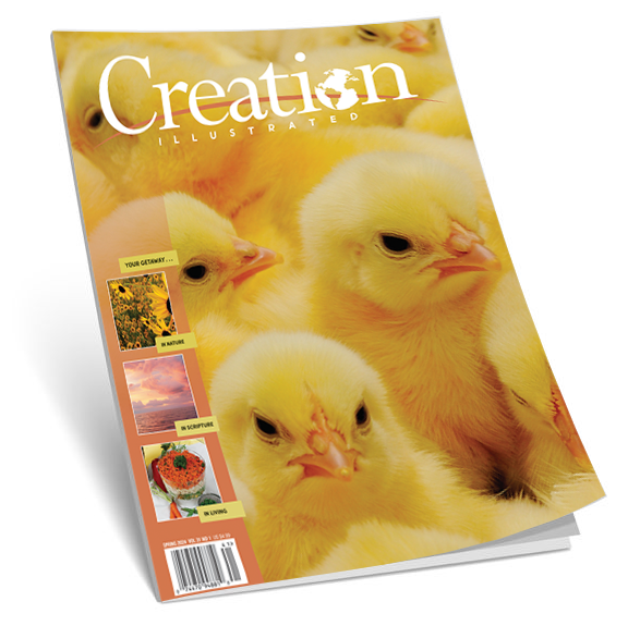 Spring 2024 - Creation Illustrated