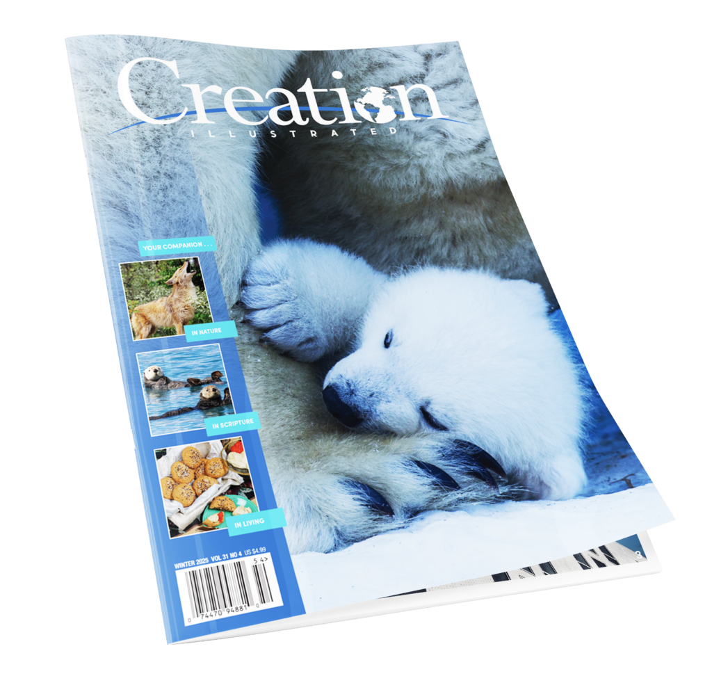 Winter 2025 - Creation Illustrated