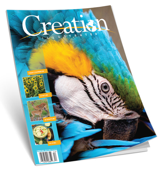 Summer 2025 - Creation Illustrated